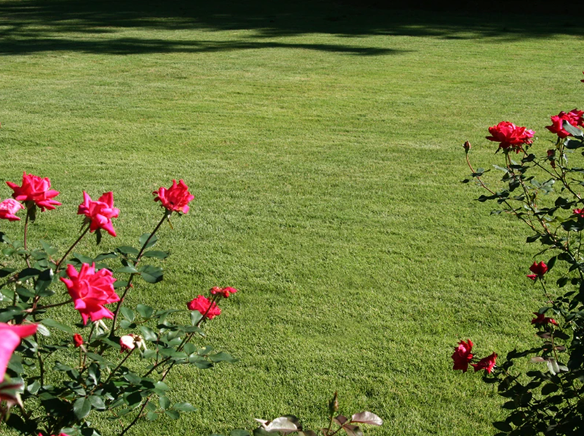 Fresh Sod Direct From Our Farm | Super-Sod