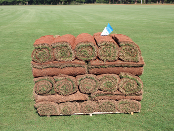 TifTuf Bermuda Grass - Order Sod Online for Pick Up or Delivery