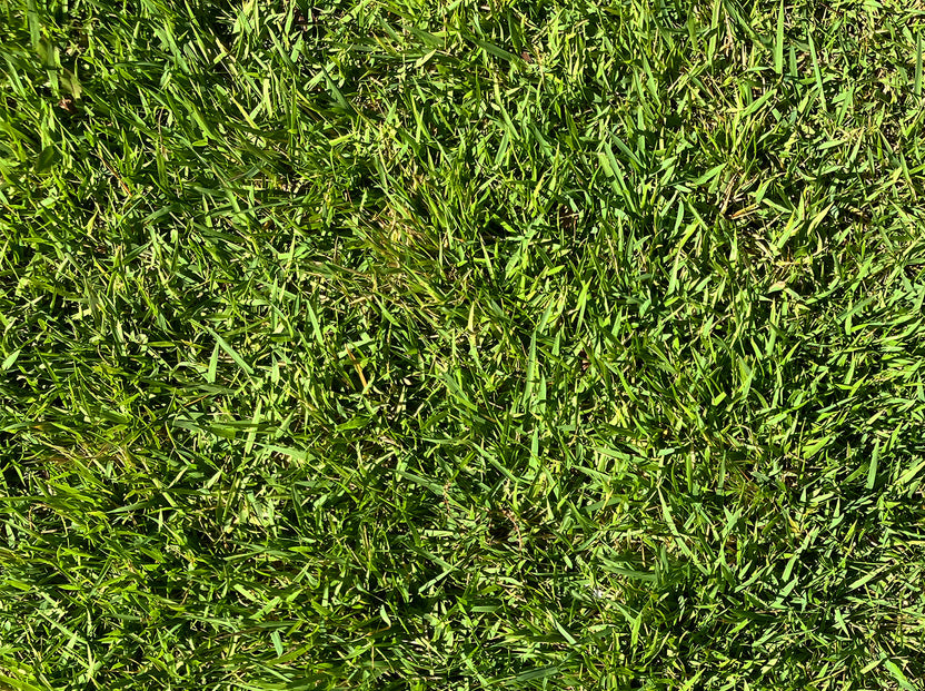 Fresh Sod Direct From Our Farm | Super-Sod