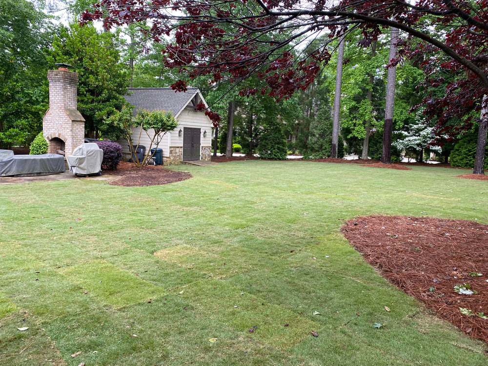 Zeon Zoysia Grass - Order Sod Online for Pick Up or Delivery Sod