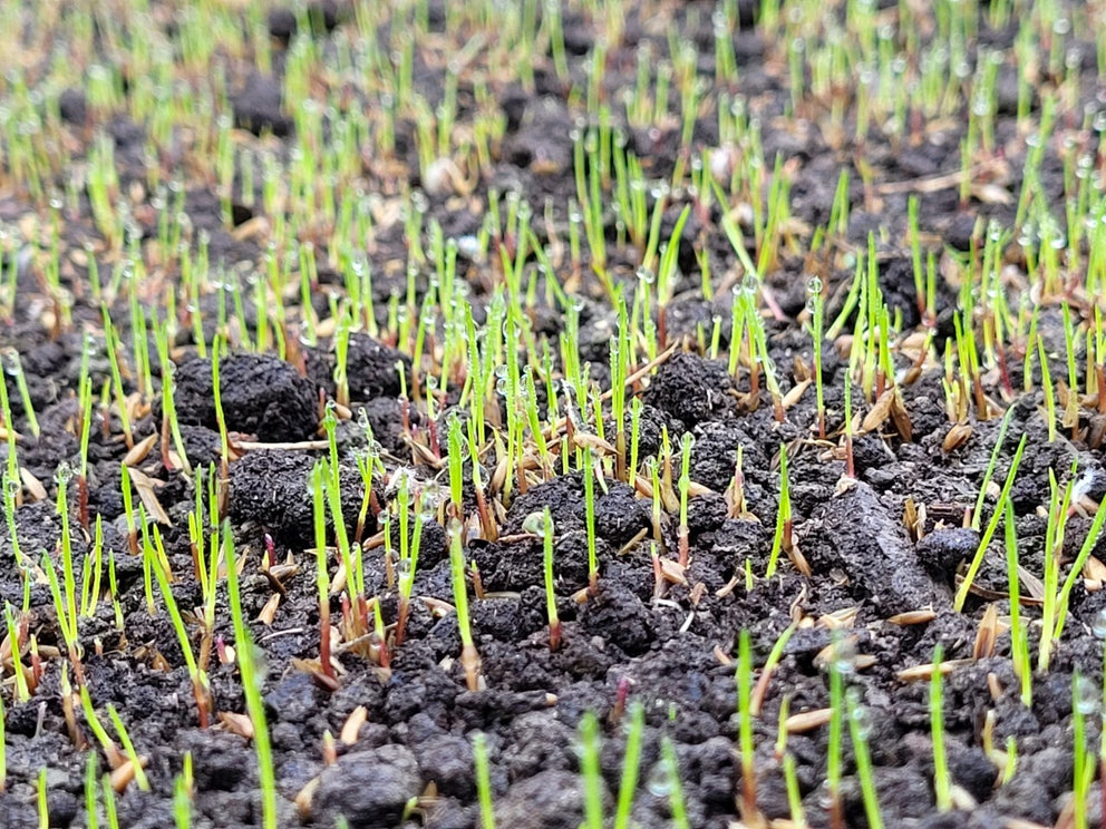 Super-Sod | Sod & Grass Seed Supplier